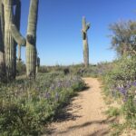 1-2 Hour Sonoran Desert Private Guided Hiking Tour - The Guides: Knowledge and Enthusiasm Matter