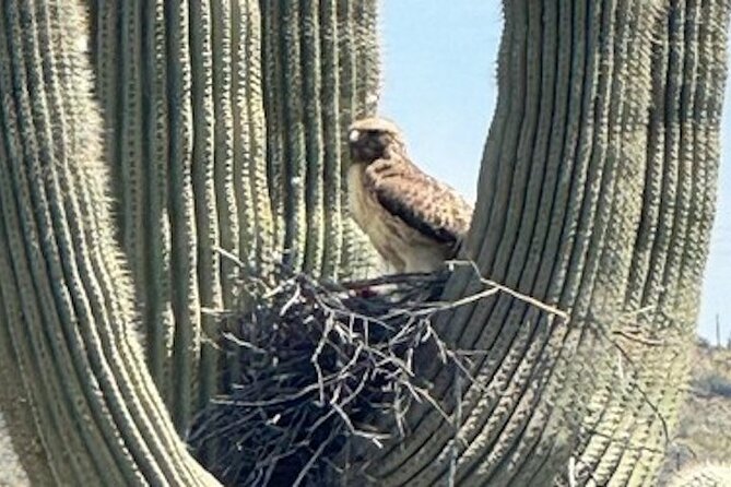 1-2 Hour Sonoran Desert Private Guided Hiking Tour - The Sum Up: Why This Tour Deserves a Spot on Your Scottsdale List