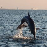 1.5-hour Dolphin Sightseeing Cruise from Tampa - Who Should Book This Tour?