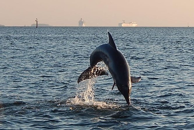 1.5-hour Dolphin Sightseeing Cruise from Tampa - Who Should Book This Tour?