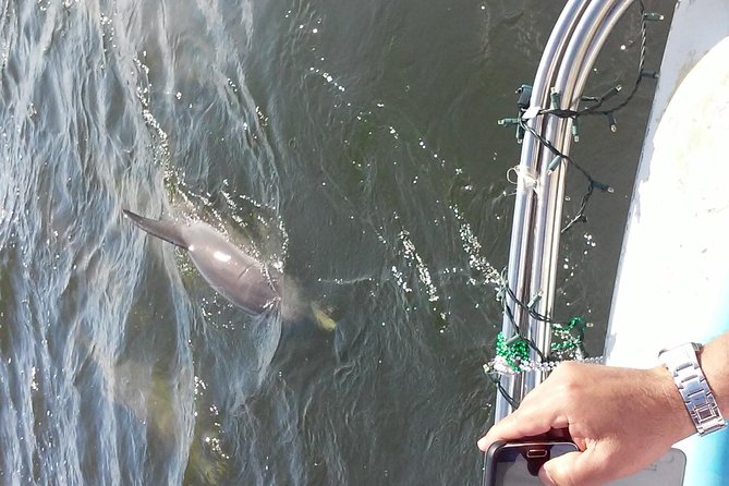 1.5-hour Dolphin Sightseeing Cruise from Tampa - The Sum Up