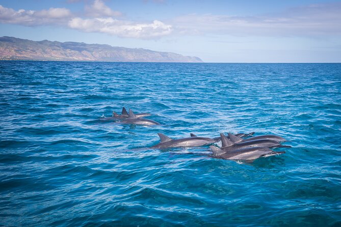 1.5 -Hour Guided Whale and Marine Life Tour - An In-Depth Look at the Marine Life Tour