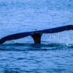 1.5 -Hour Guided Whale and Marine Life Tour - Is It Worth the Cost?