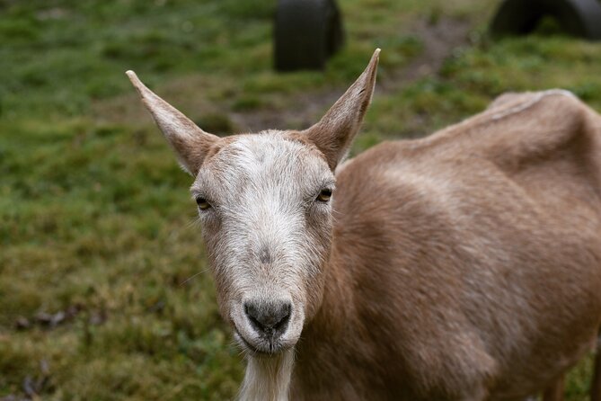 1.5 Hour Immersive Farm Experience in Adirondacks - An In-Depth Look at the 1.5 Hour Immersive Farm Experience