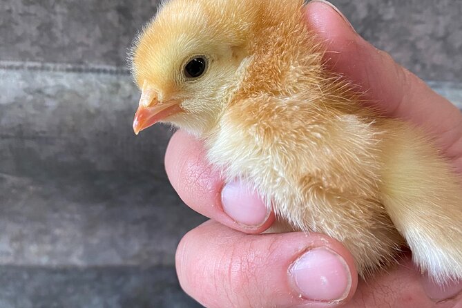 1.5 Hour Immersive Farm Experience in Adirondacks - Who Will Love This Experience?