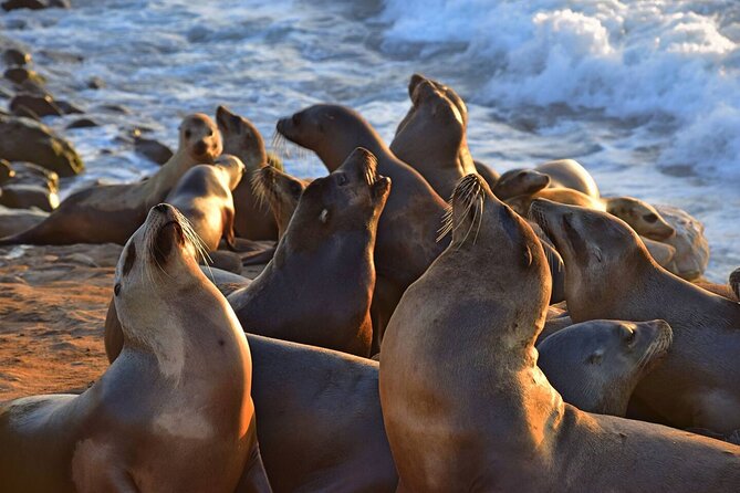 1.5 Hour Walking Tour from La Jolla in San Diego - The Children’s Pool and Seal Encroachment