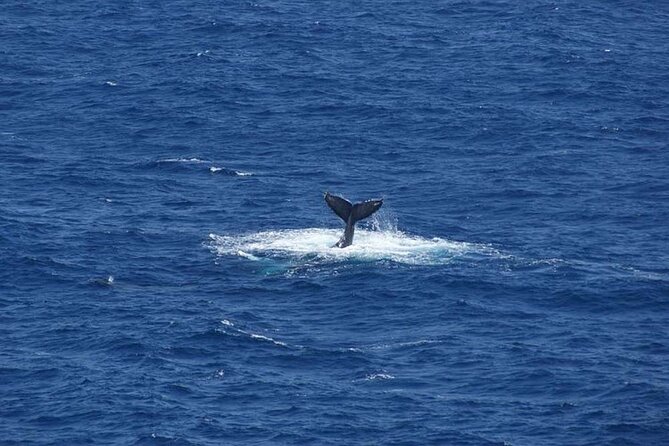 1.5 Hour Whale Watching Cruise With Transportation - Final Thoughts