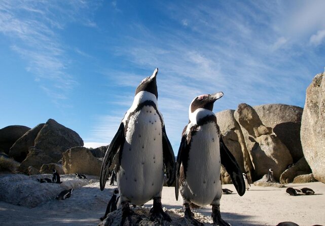 1.Cape Town Airport Transfer (&Private tour trips during yo Stay) - Key Points