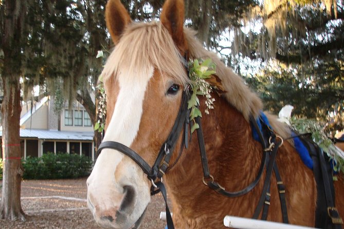 #1 Historical Horse Drawn Carriage Tour - Discovering Beaufort’s Charm: An In-Depth Look