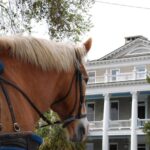 #1 Historical Horse Drawn Carriage Tour - Authentic Experiences and Real Guest Insights