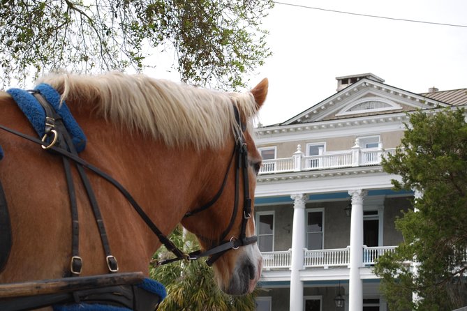 #1 Historical Horse Drawn Carriage Tour - Authentic Experiences and Real Guest Insights