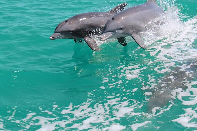 1-hour Dolphin Sightseeing Adventure Cruise from Madeira Beach - An In-Depth Look at the Tour Experience