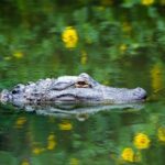 1-Hour Evening Airboat Ride - Key Points