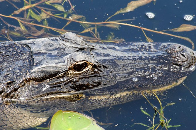 1 Hour Everglades Airboat Tour Central Florida - Discovering the Florida Everglades: An In-Depth Review of the 1 Hour Airboat Tour  
