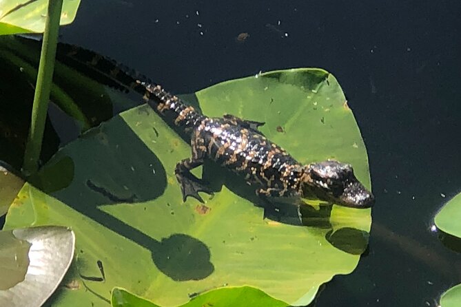 1 Hour Everglades Airboat Tour Central Florida - Key Points  