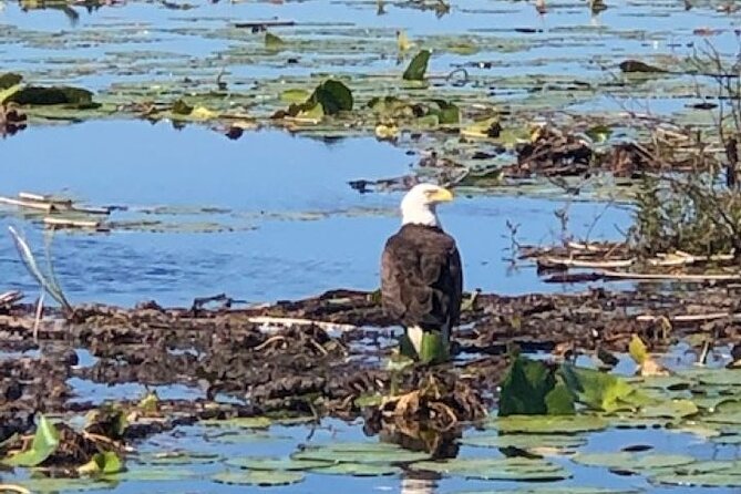 1 Hour Everglades Airboat Tour Central Florida - FAQ  