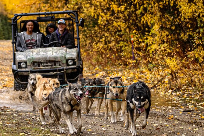 1 Hour Fall Sled Dog Experience in Two Rivers - An In-Depth Look at the 1-Hour Fall Sled Dog Experience