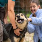 1 Hour Fall Sled Dog Experience in Two Rivers - Frequently Asked Questions