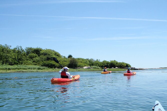 1 Hour Guided SUP/Kayak Tour in Pelican Bay at Fort Myers Beach - The wildlife encounters: What’s worth knowing?