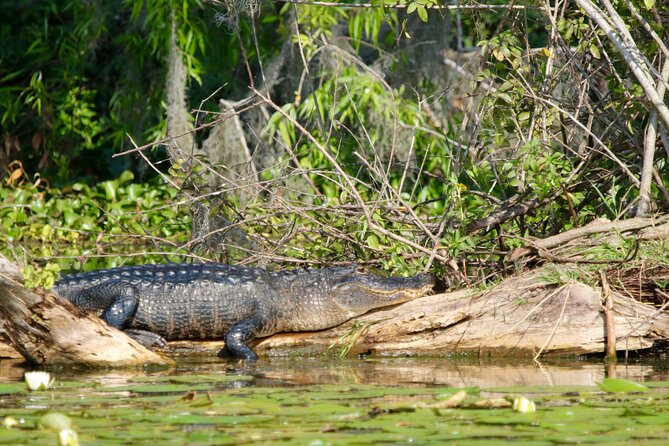 1 Hour Historical Wildlife Tour of The Famous Chain of Lakes - Key Points