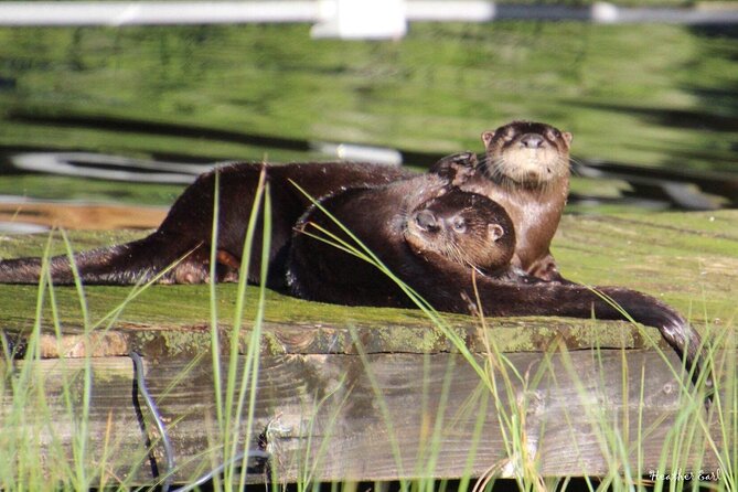1 Hour Historical Wildlife Tour of The Famous Chain of Lakes - Why This Tour Fits Certain Travelers Best