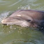 1 Hour Private Dolphin and Nature Tour - Meeting Point and Logistics