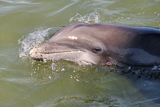 1 Hour Private Dolphin and Nature Tour - Meeting Point and Logistics