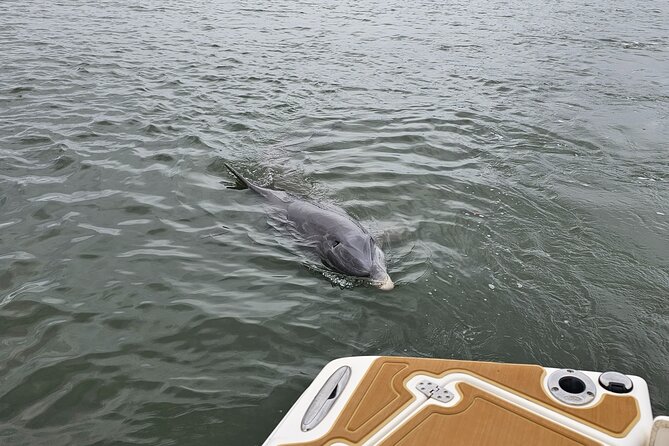1 Hour Private Dolphin and Nature Tour - Authentic Insights from Reviews