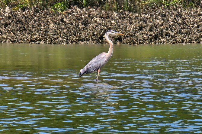 1 Hour Private Dolphin and Nature Tour - The Sum Up: Is It Worth It?