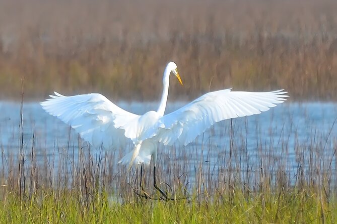 1 Hour Private Dolphin Tour Hilton Head Island - Key Points