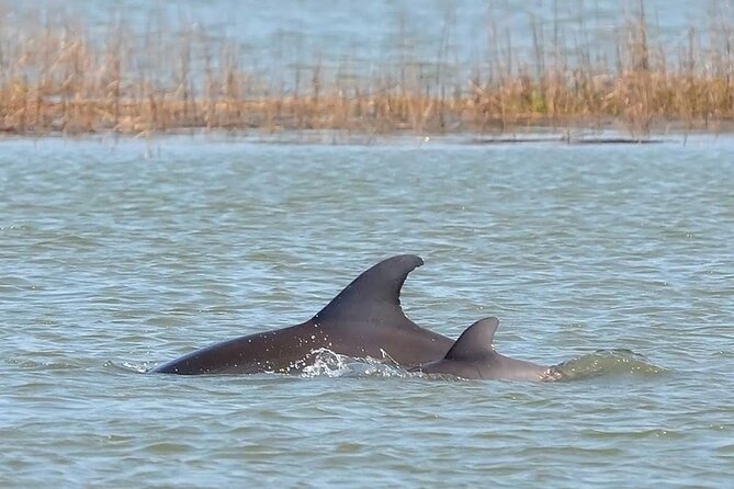 1 Hour Private Dolphin Tour Hilton Head Island - Why We Love This Tour