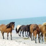 1-Hour Private Party Assateague Island Pony Cruise in Ocean City - The Experience in Detail