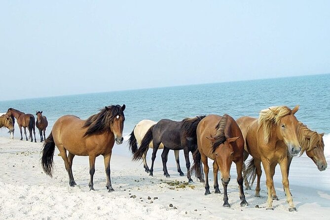 1-Hour Private Party Assateague Island Pony Cruise in Ocean City - The Experience in Detail