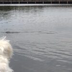 1-Hour Single Kayak Rental with Manatee & Dolphin sightings - The Experience from the Guides and Staff