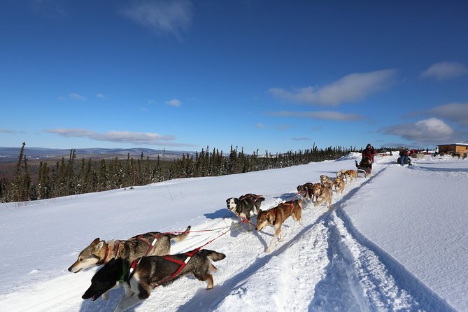 1-hr. Dog Sledding Tour in Fairbanks (without transportation) - Fairbanks 1-Hour Dog Sledding Tour Review: Authentic Alaskan Adventure