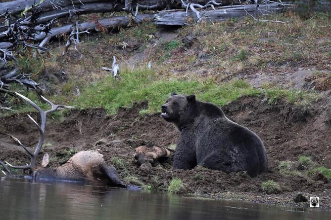 #1 Special Yellowstone Hot Spots Lower Loop From Cody Wy! - Final Thoughts