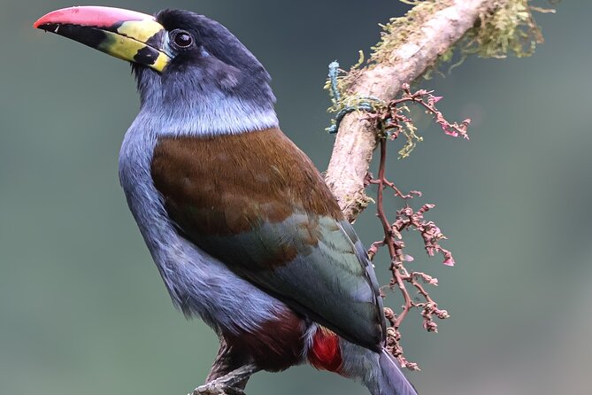 10 Days Birding Photo tour from Andes to Amazon of Ecuador - Exploring Ecuador’s Birding and Photogenic Landscapes: A Closer Look