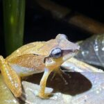 10 Days Birding Photo tour from Andes to Amazon of Ecuador - FAQ