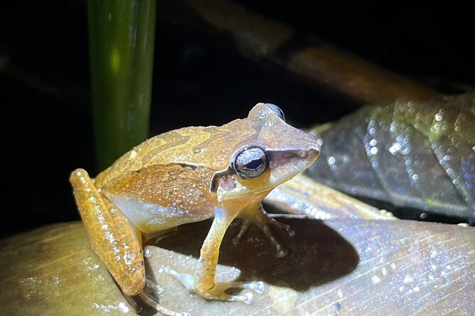 10 Days Birding Photo tour from Andes to Amazon of Ecuador - FAQ