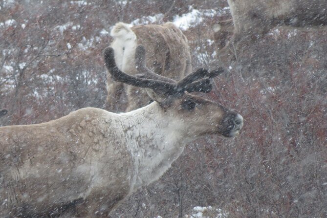10 Hours Denali Winter Drive in Alaska - A Deep Dive into the Experience
