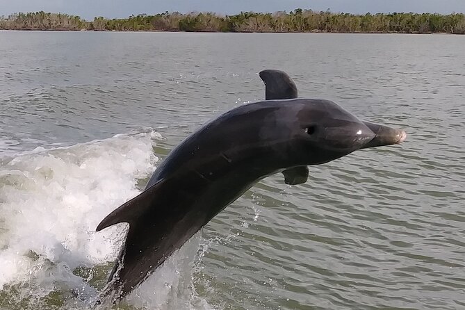 10,000 Islands Boat Excursion - 3.5-Hour Dolphins & Shelling Tour - An in-depth look at the tour experience