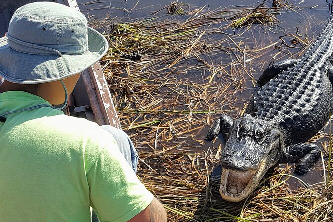 10,000 Islands Boat Tour + Naturalist Led Walk in the Everglades! - Introduction