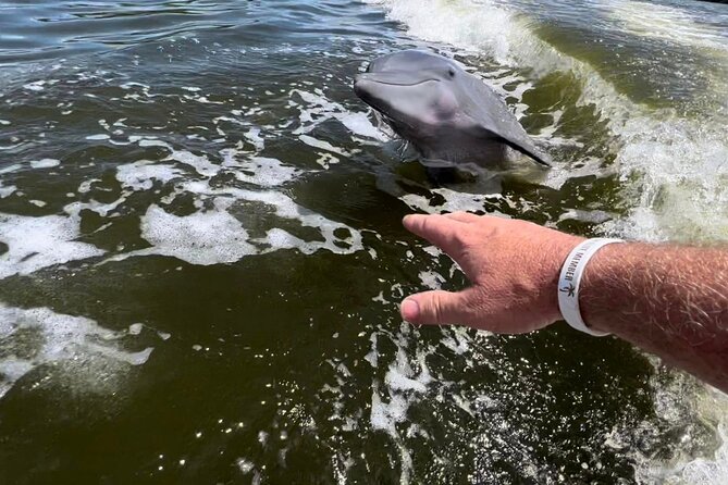 10,000 Islands Boat Tour + Naturalist Led Walk in the Everglades! - Key Points