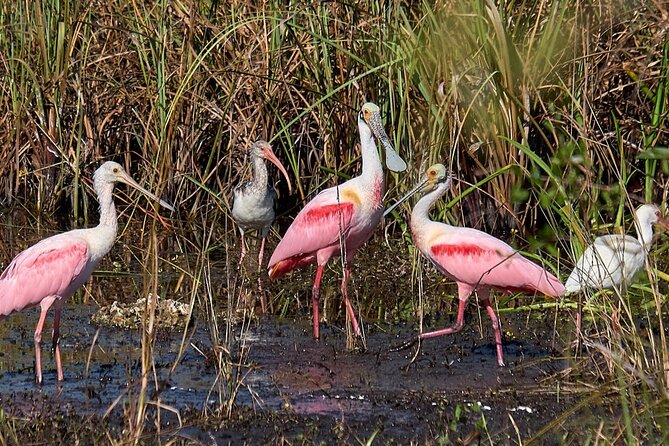 10,000 Islands Boat Tour + Naturalist Led Walk in the Everglades! - Who Should Consider This Tour?