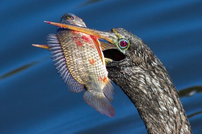 10,000 Islands Boat Tour + Naturalist Led Walk in the Everglades! - The Sum Up