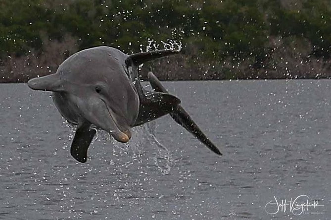 10,000 Islands Excursion Small-Group 3.5 hour Dolphin & Shelling Boat Tour - Who Would Love This?