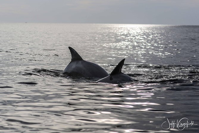 10,000 Islands Excursion Small-Group 3.5 hour Dolphin & Shelling Boat Tour - The Sum Up