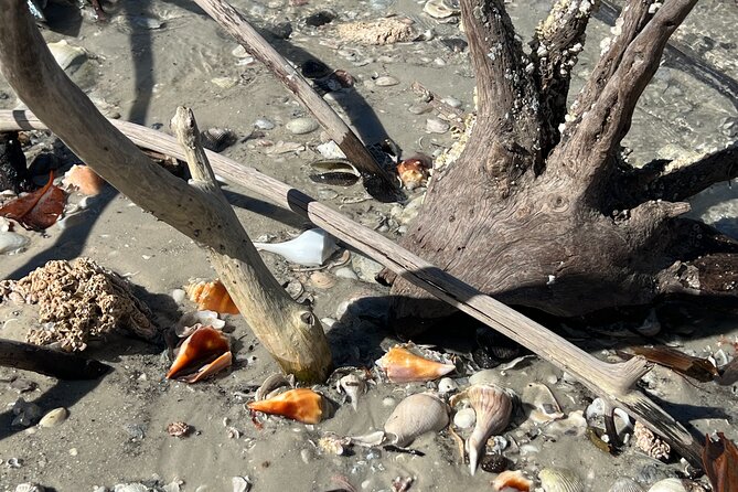 10,000 Islands Shelling Trip Marco Island FL - Why this tour works for you