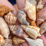 10,000 Islands Shelling Trip Marco Island FL - FAQ