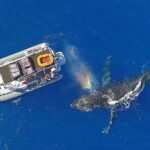 12 Passenger Kaanapali Beach Whale Watch tour. Onboard Whale Mic - Frequently Asked Questions (FAQs)